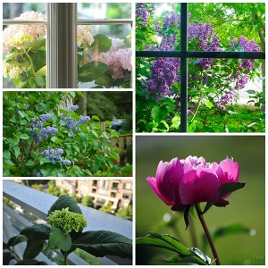 May Day Window Surprises - Blindsgalore Blog