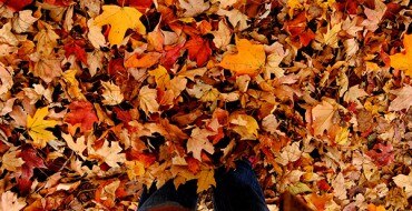 How To Create The Scent of Fall - Blindsgalore Blog