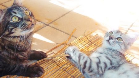 Cat Proof Blinds: A Cute Guide for Cat Lovers - Blindsgalore Blog