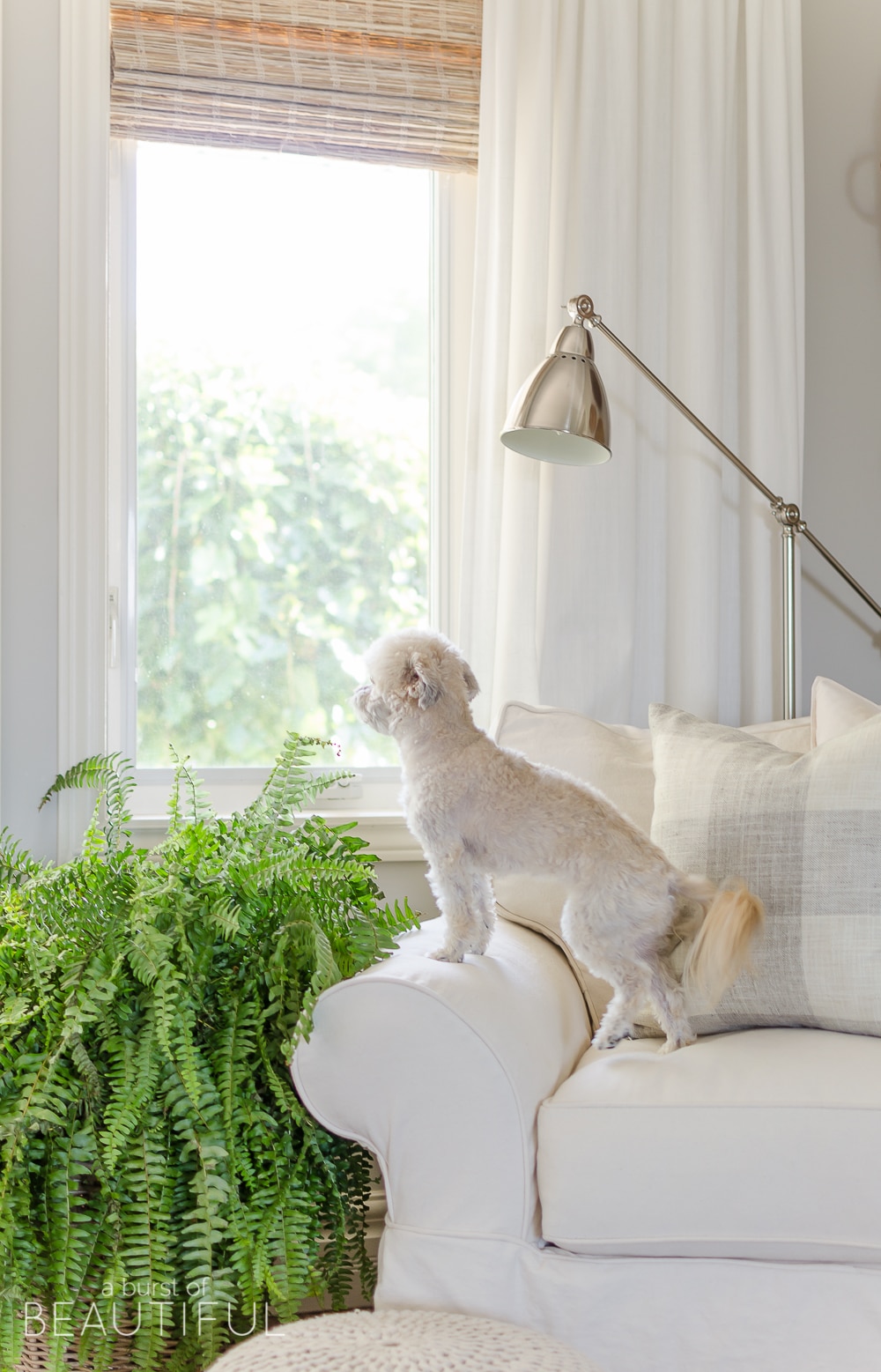 Dog Safe Blinds: The Perfect Guide for Pet Lovers - Blindsgalore Blog
